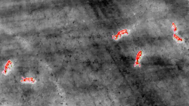 Missouri deer hunters using thermal drones to track wounded game | ksdk.com