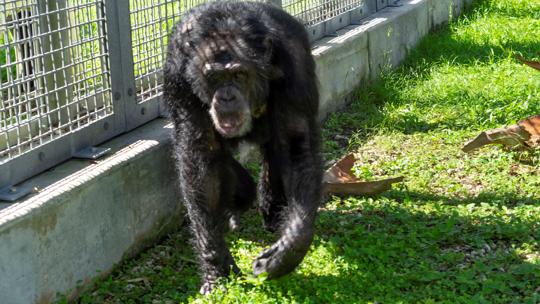 Animal actor Tonka the Chimp rescued from Missouri basement | ksdk.com