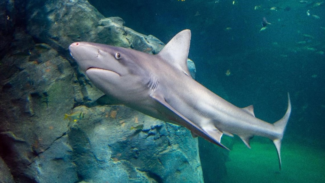 Shark Week celebrations, specials in the St. Louis area | ksdk.com