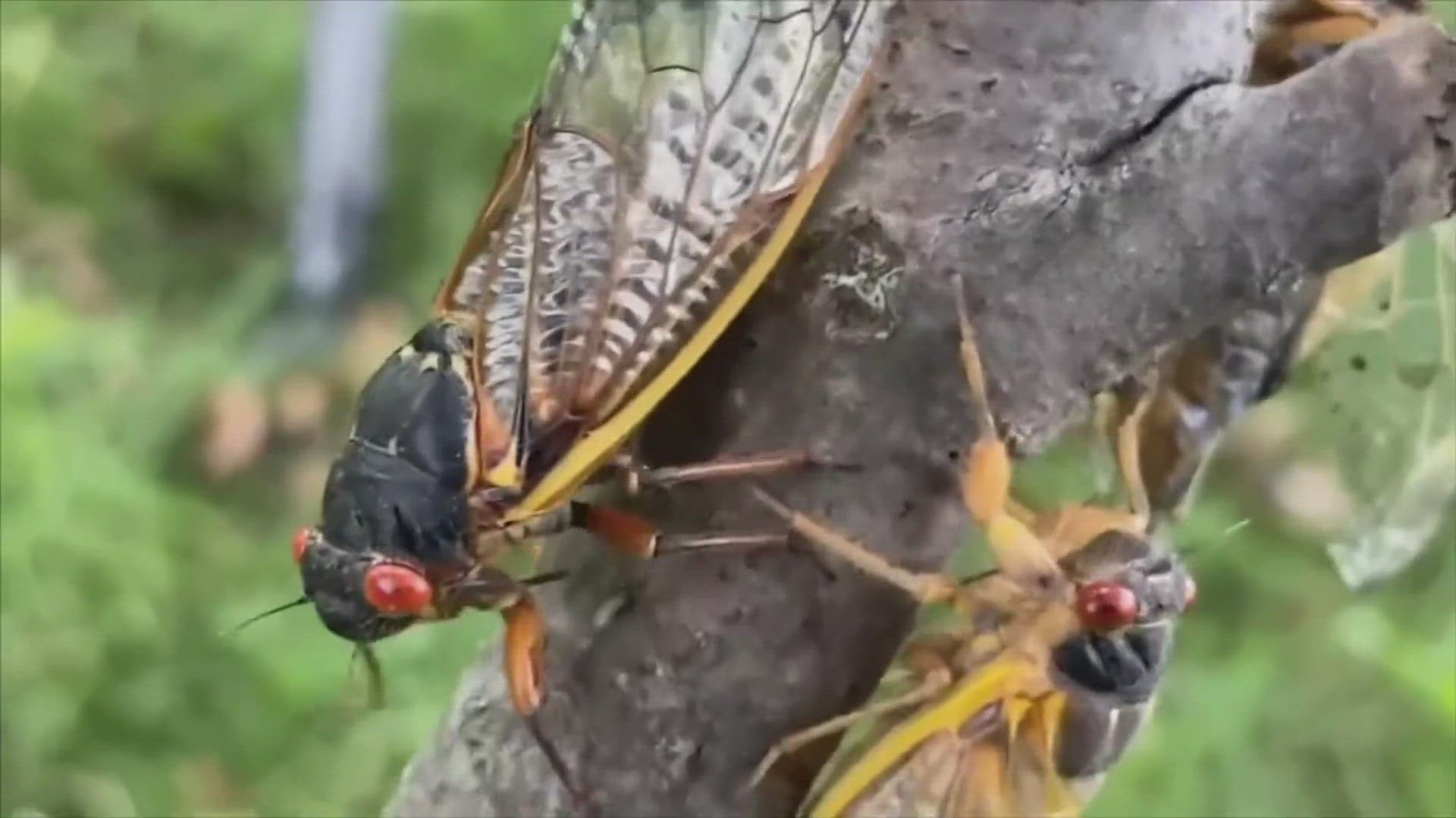 'Ridiculously early' Missouri cicada emergence could start this week ...