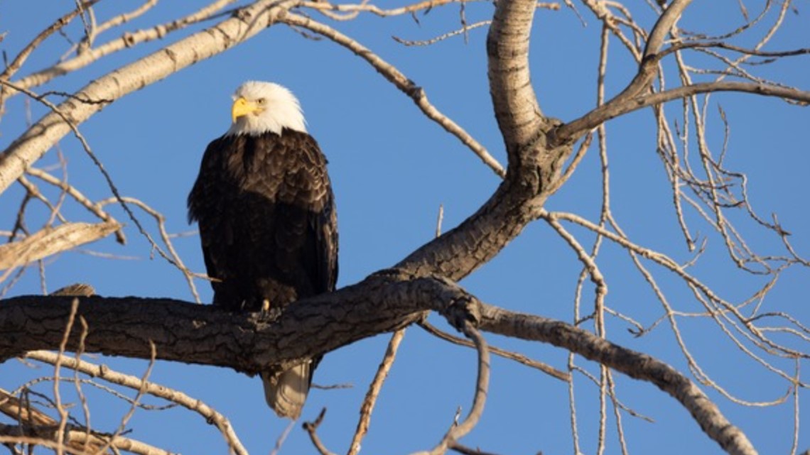 Missouri's only bald eagle livestream now running | ksdk.com