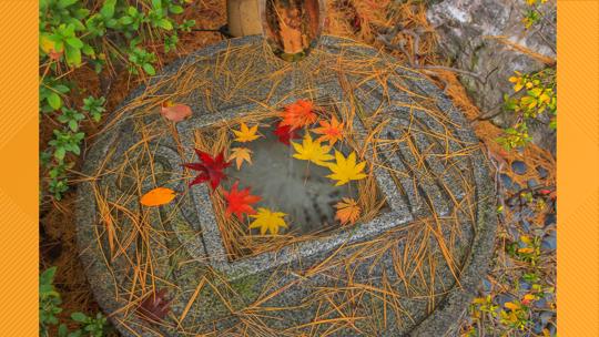 St. Louis fall foliage guide: Best leaf-peeping spots | ksdk.com