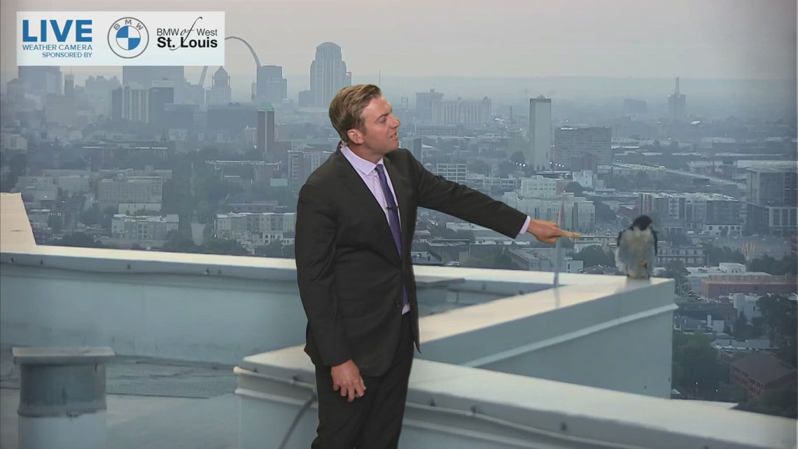 It's a bird on the cam! KSDK viewers let Meteorologist Garry Frank know ...
