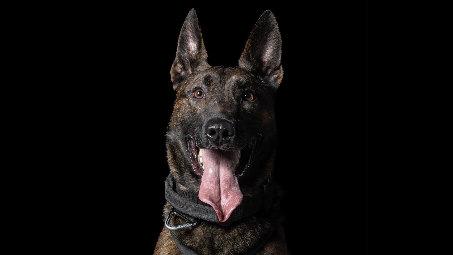 Missing Pagedale K-9 last seen on doorbell cameras in Florissant | ksdk.com