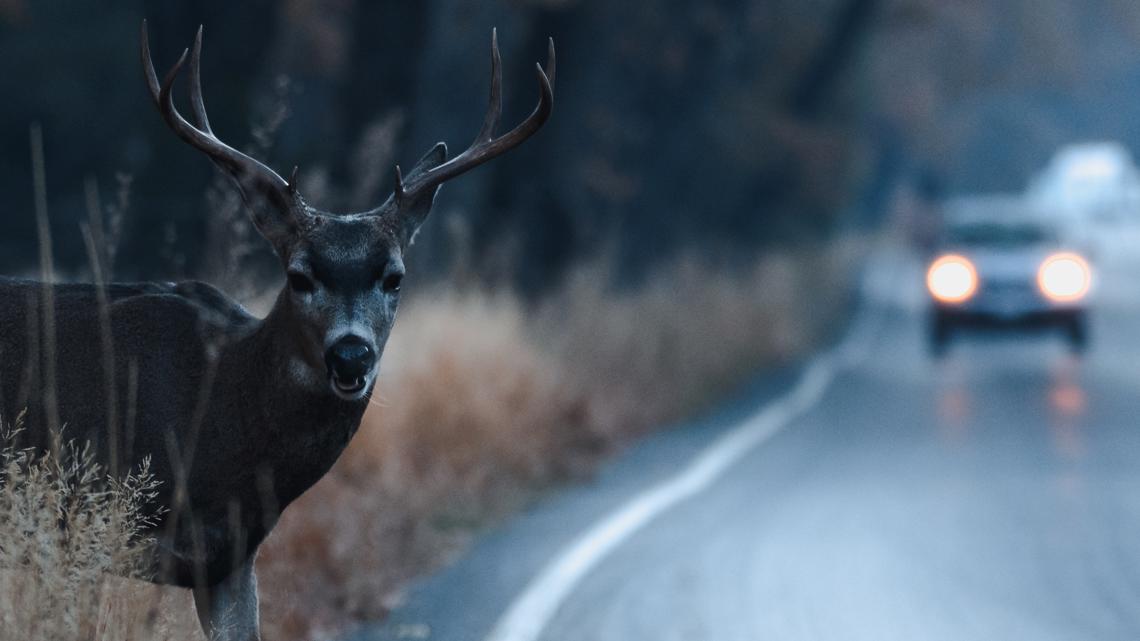 Several deer illegally killed, left to rot after being shot from ...