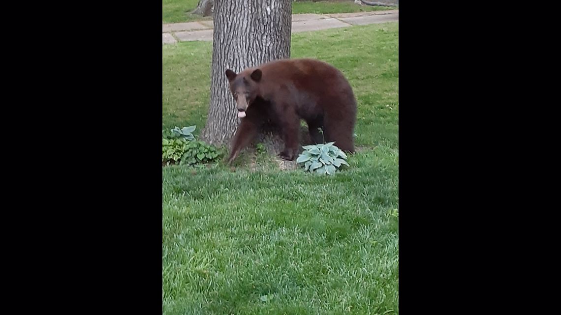 Bear sightings in St. Louis area | ksdk.com