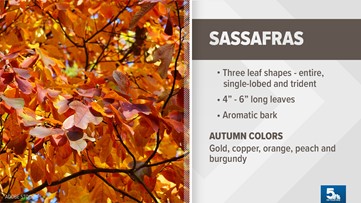 St. Louis fall foliage guide: Best leaf-peeping spots | ksdk.com