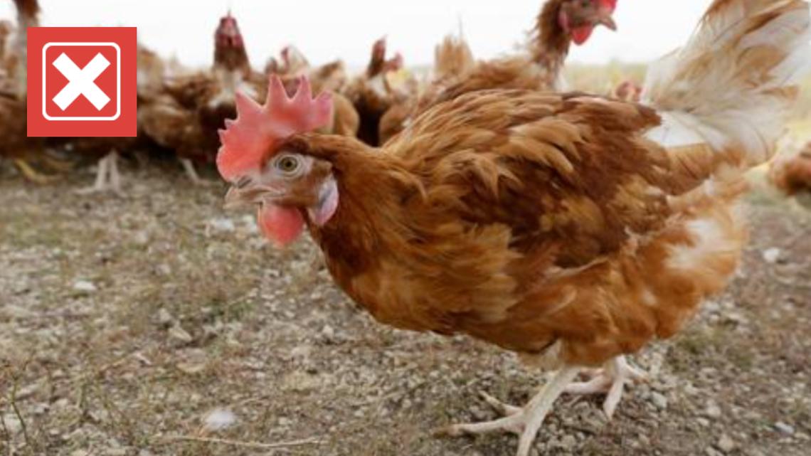 Missouri backyard chicken laws: Does state law supersede local laws ...
