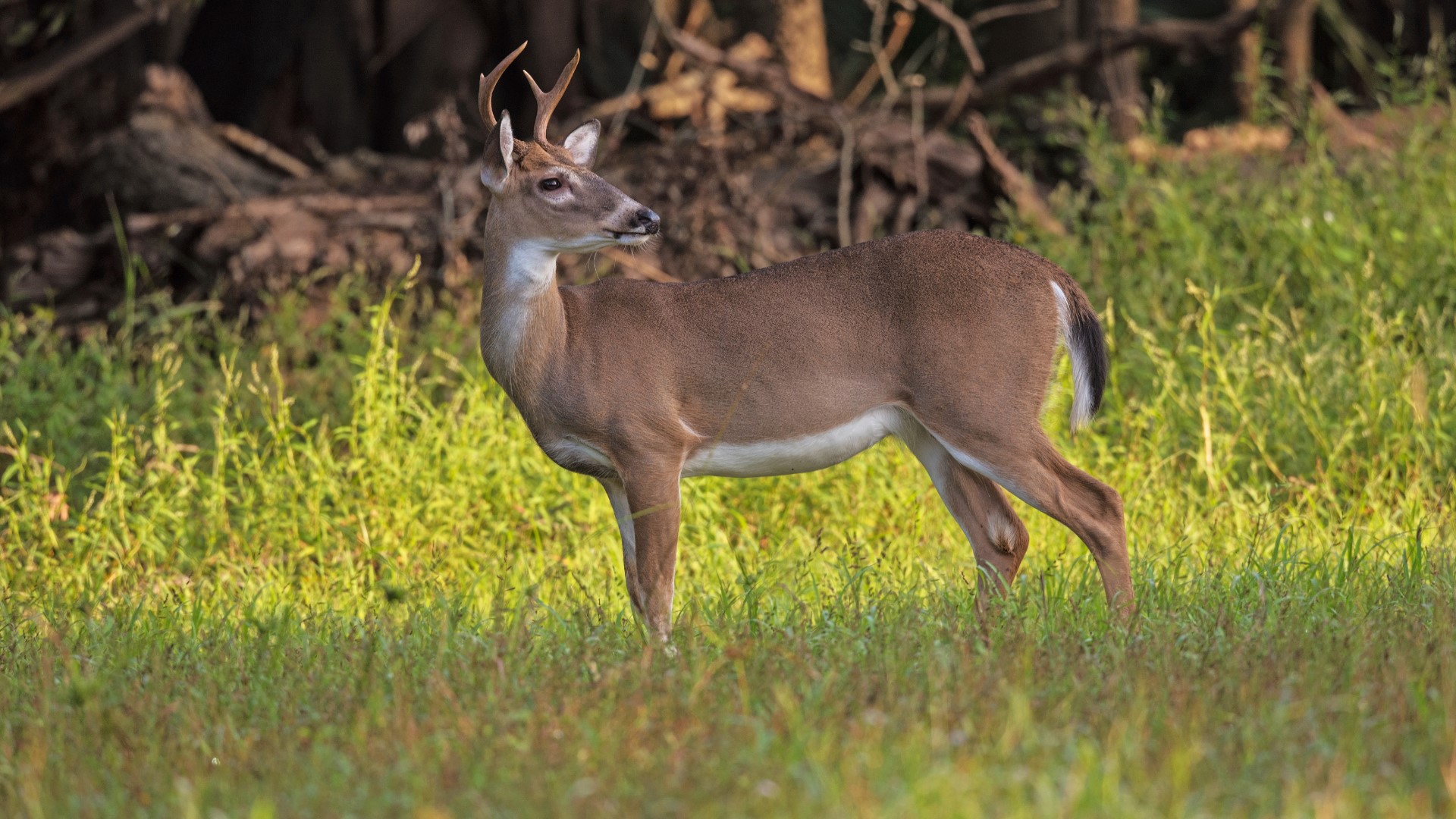 Corps of Engineers, local clubs announce accessible deer hunt | ksdk.com