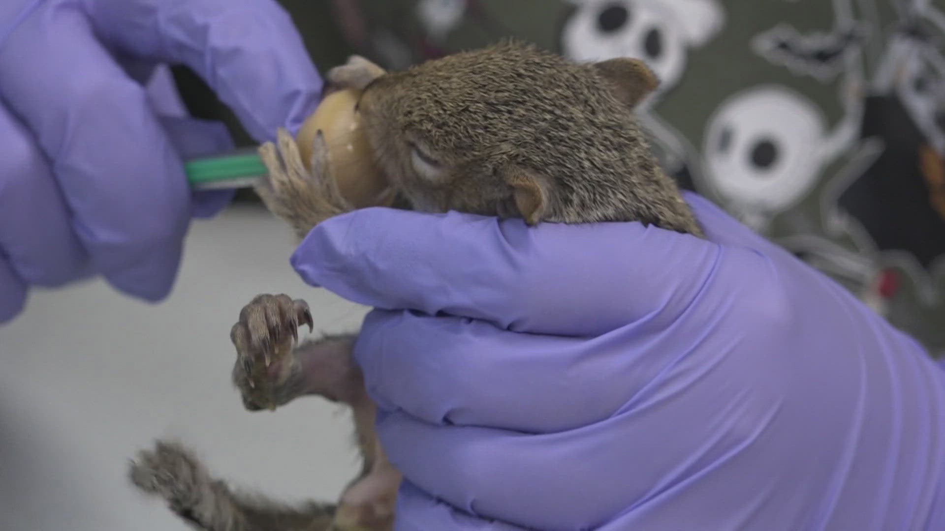 A lot more squirrels are getting injured in Missouri this year | ksdk.com