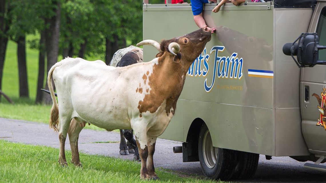 Grant’s Farm reopens with new animal experience | ksdk.com