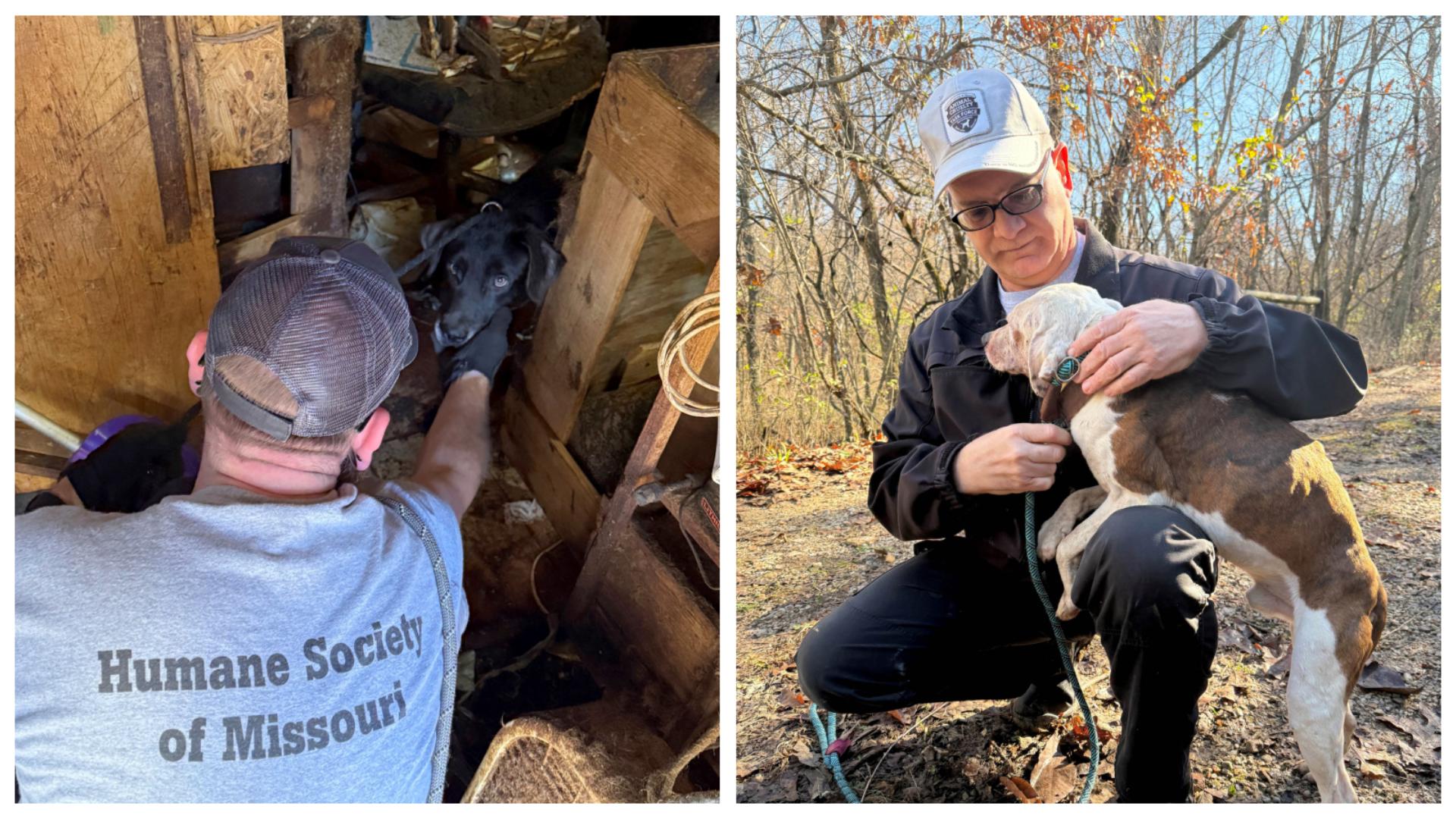 Humane Society rescues 15 dogs in Polk County, brings them to STL ...