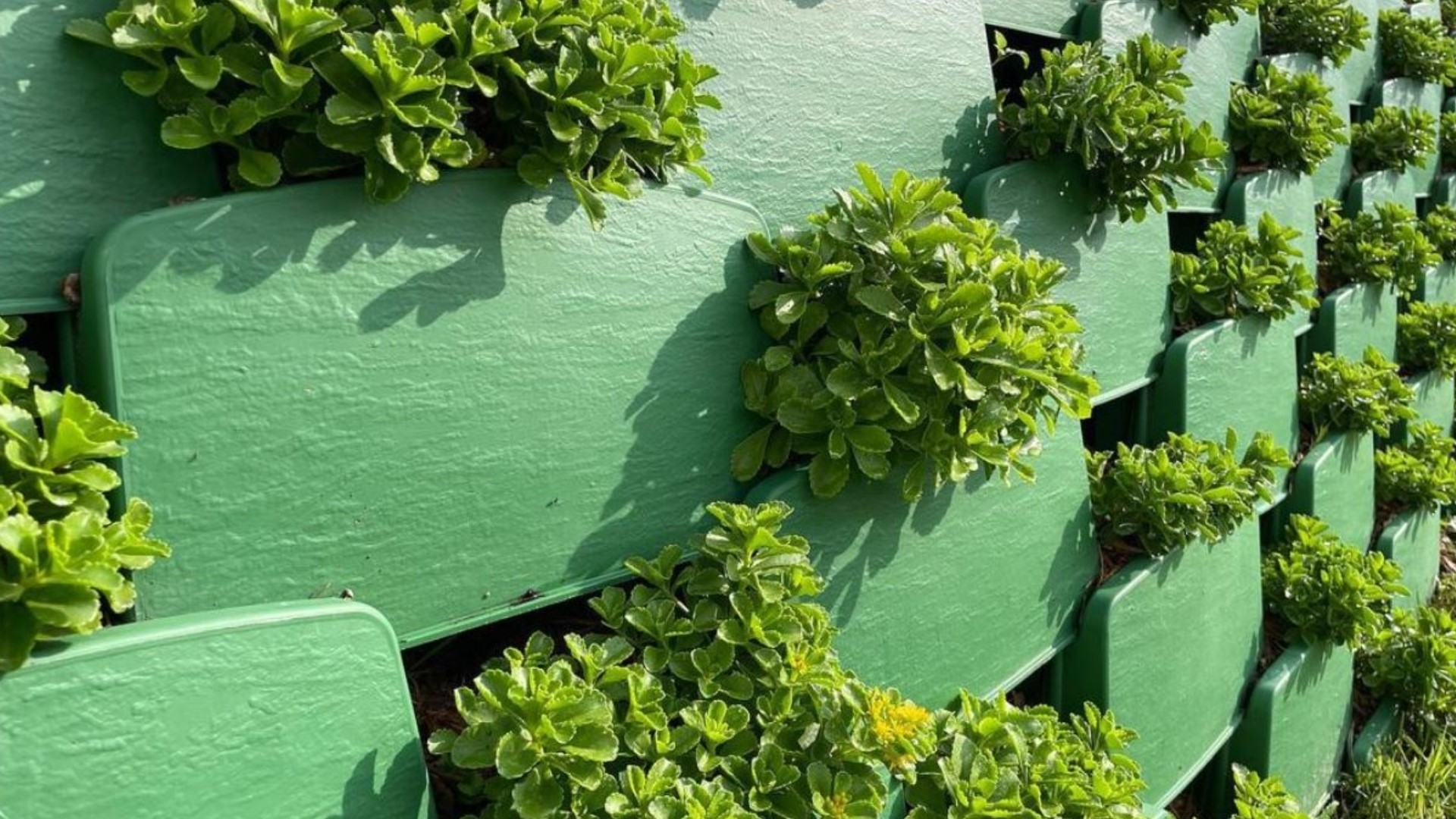 Local business owner eager to build more vertical gardens | ksdk.com