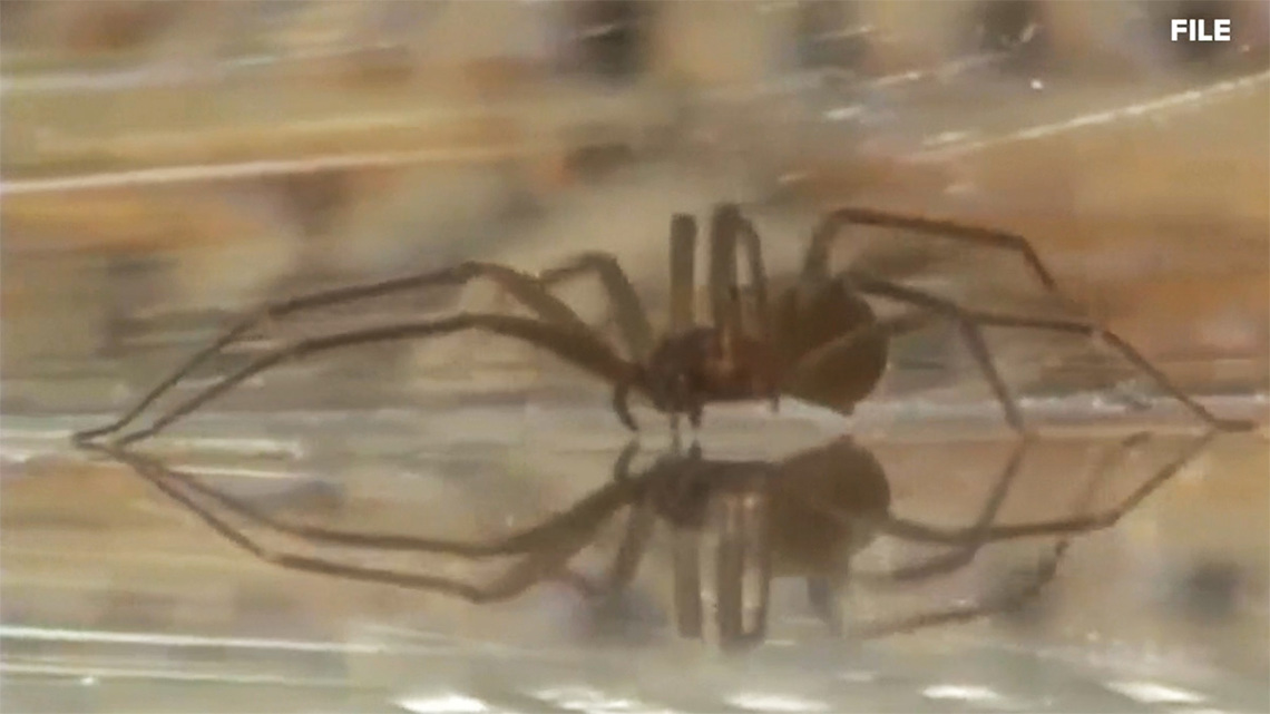 Missouri homes host misunderstood brown recluse, expert advises | ksdk.com