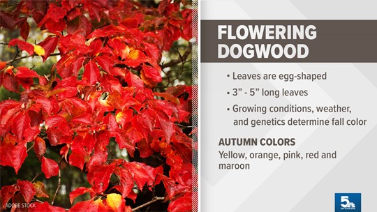 St. Louis fall foliage guide: Best leaf-peeping spots | ksdk.com