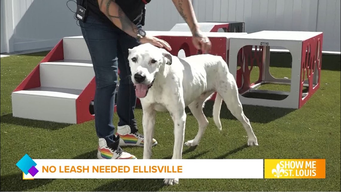 Providing World Class Training and more at No Leash Needed | ksdk.com