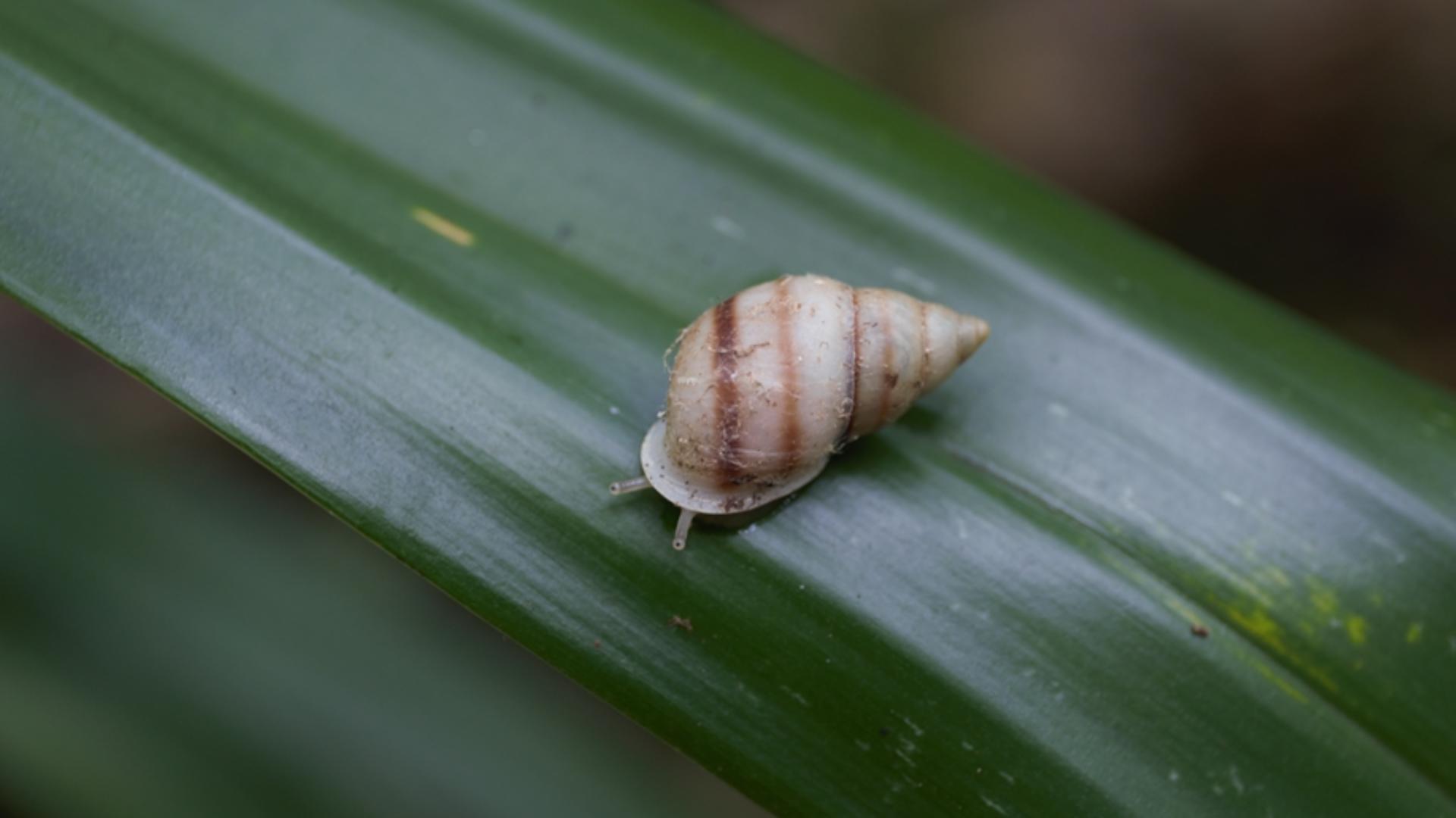 Very tiny snail the first to come back from extinction, Zoo says | ksdk.com