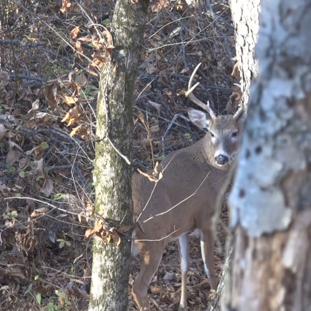 Wildwood considering renewing deer management program in 2026 ...
