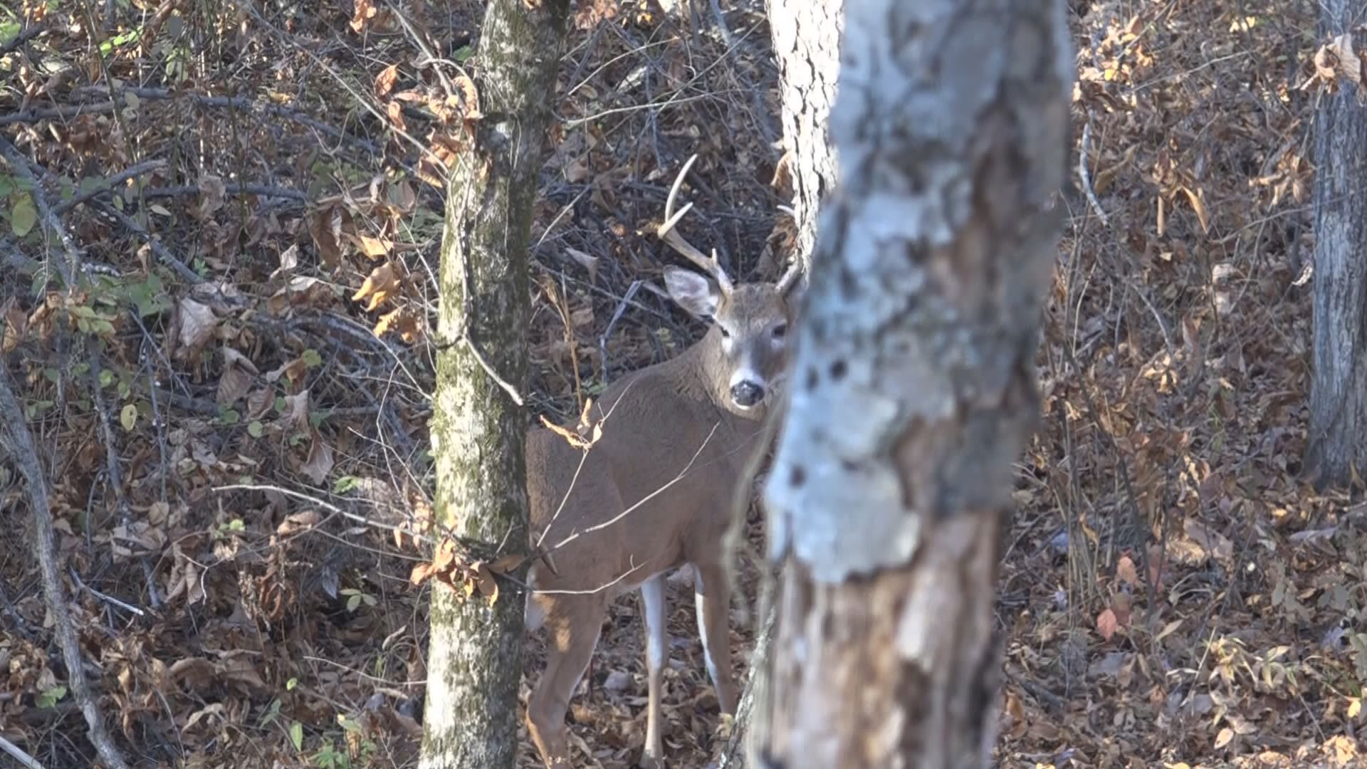Wildwood considering renewing deer management program in 2026 ...