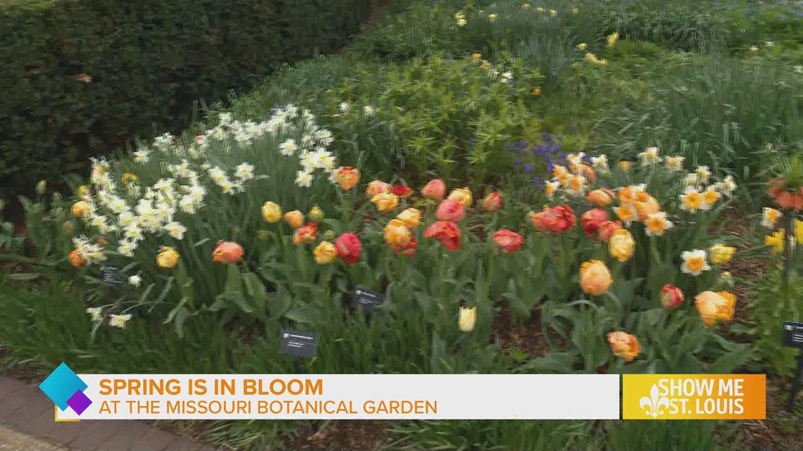 Spring is in bloom at the Missouri Botanical Garden | ksdk.com