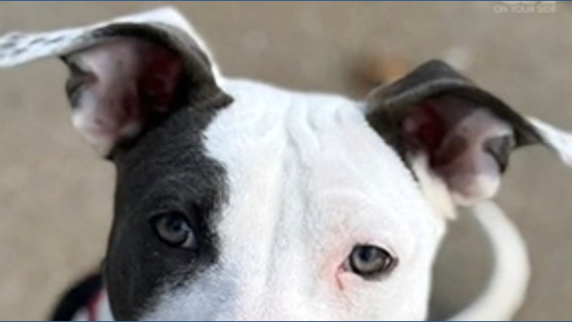 Pet for adoption: Meet Patty! | ksdk.com