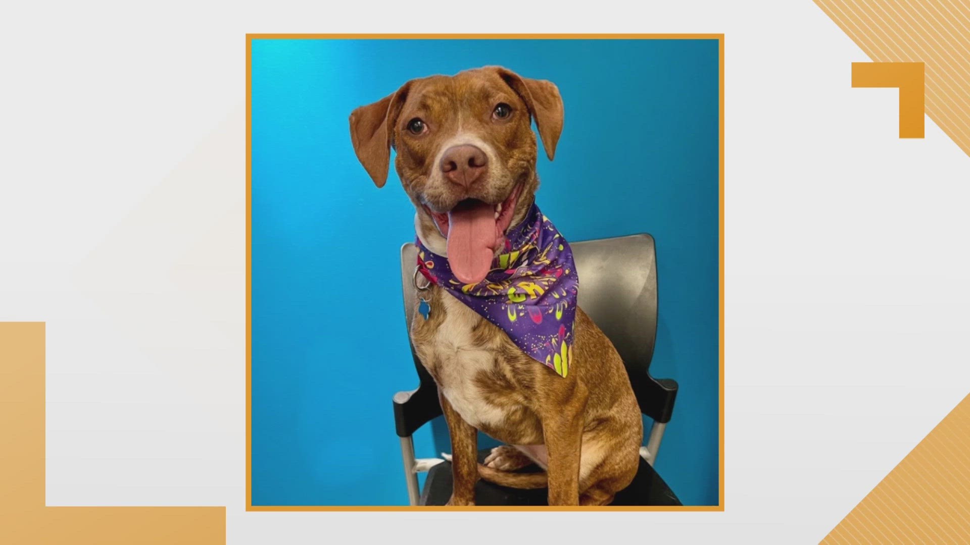 Sammy's Stars Pets for Adoption | ksdk.com | ksdk.com