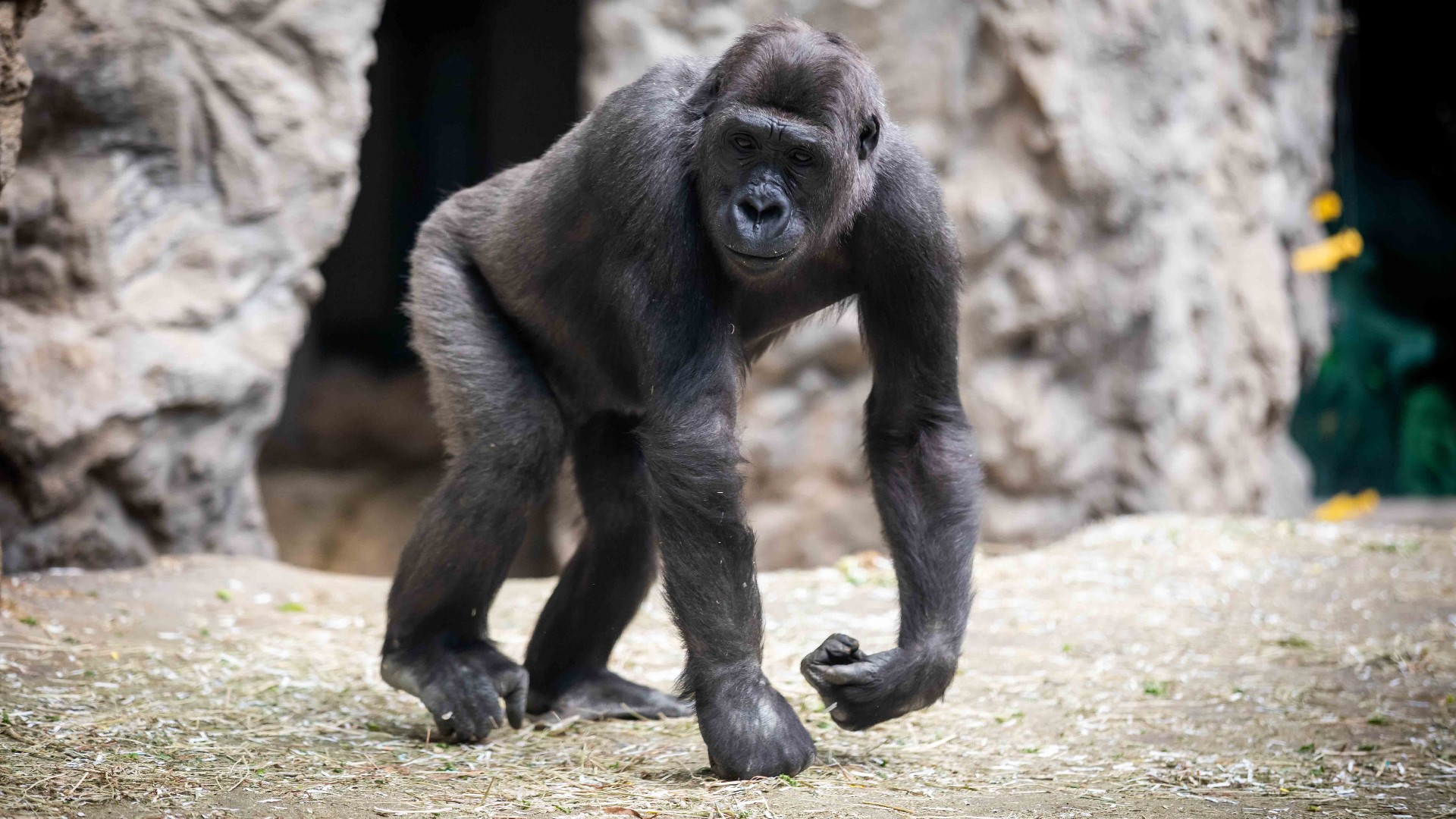 Saint Louis Zoo welcomes new resident Kayin the gorilla | ksdk.com