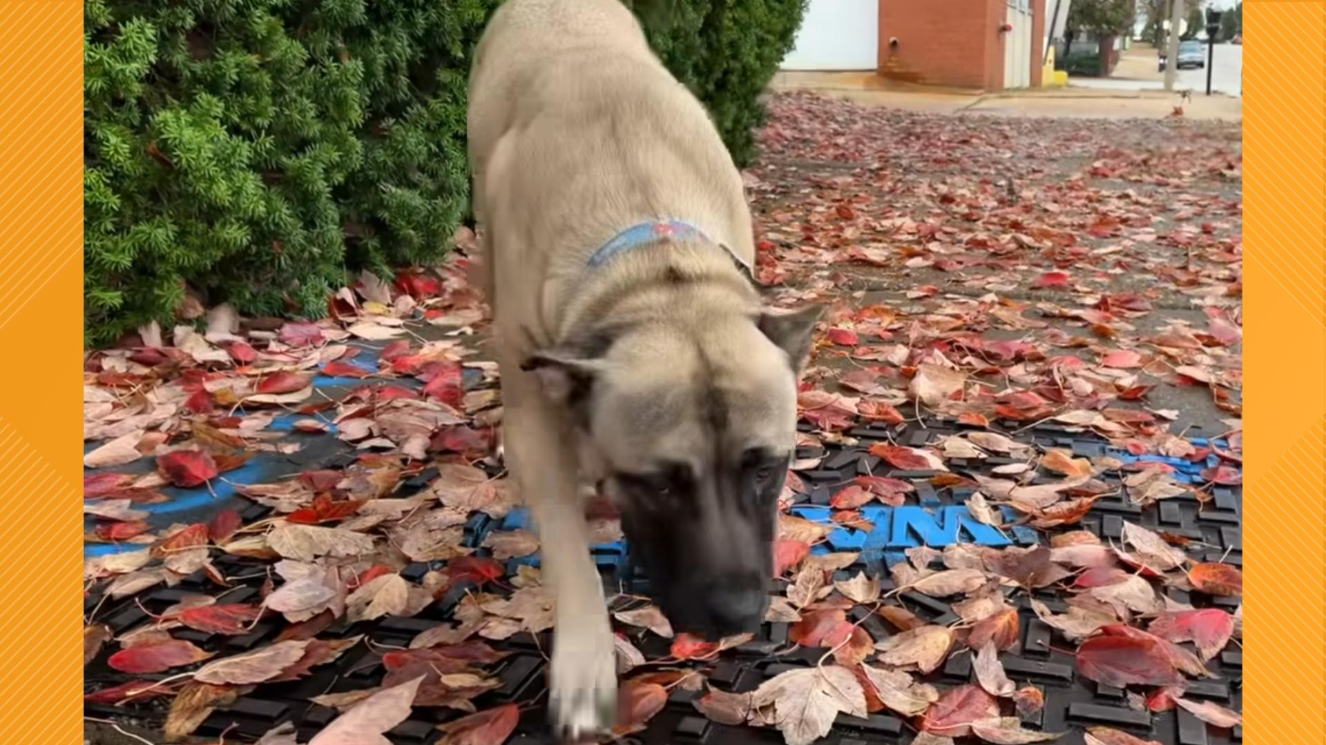 Stray Rescue: Dog dumped from car | ksdk.com