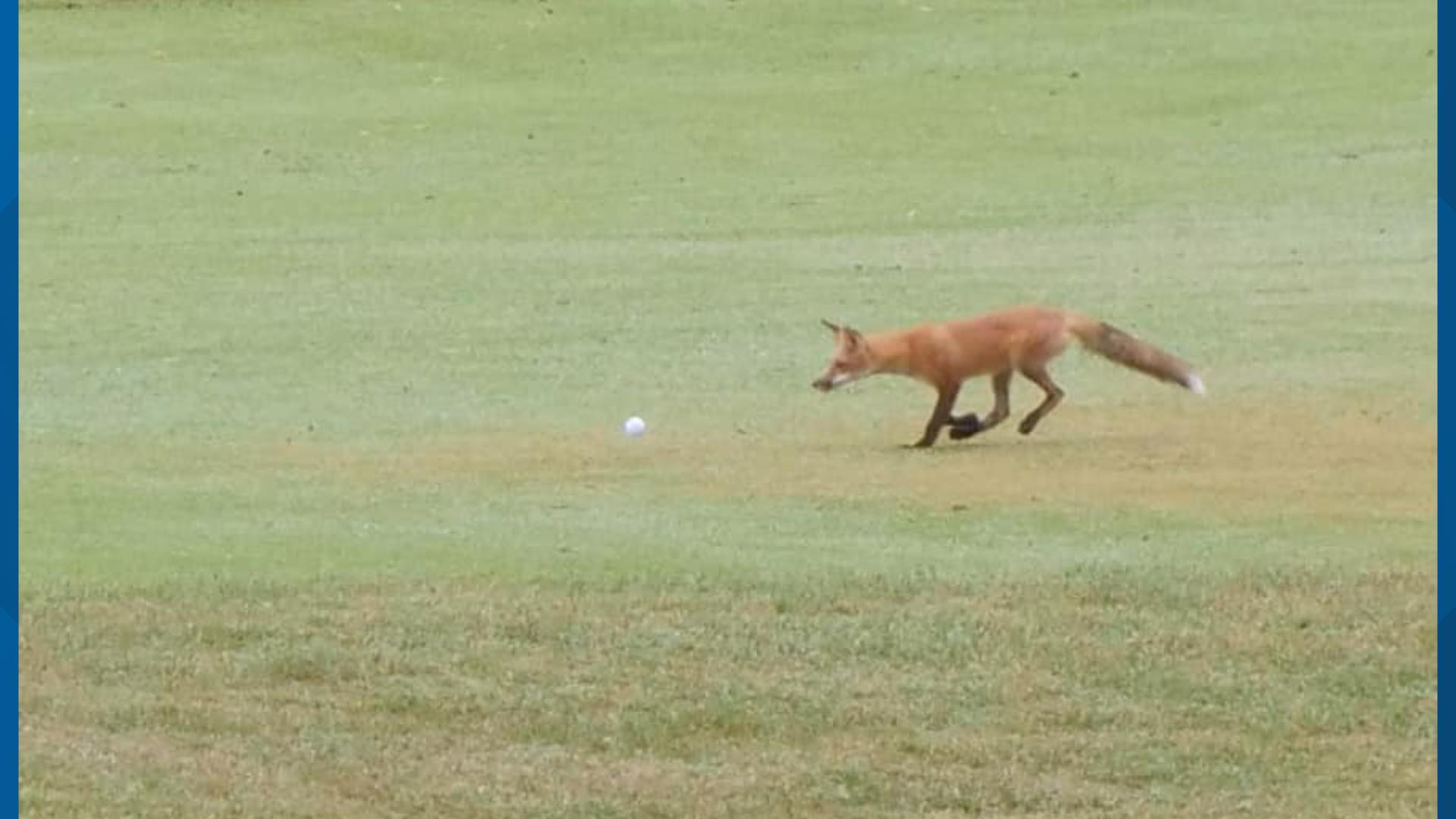 Fox steals ball from Jefferson County sheriff's golf tourney | ksdk.com