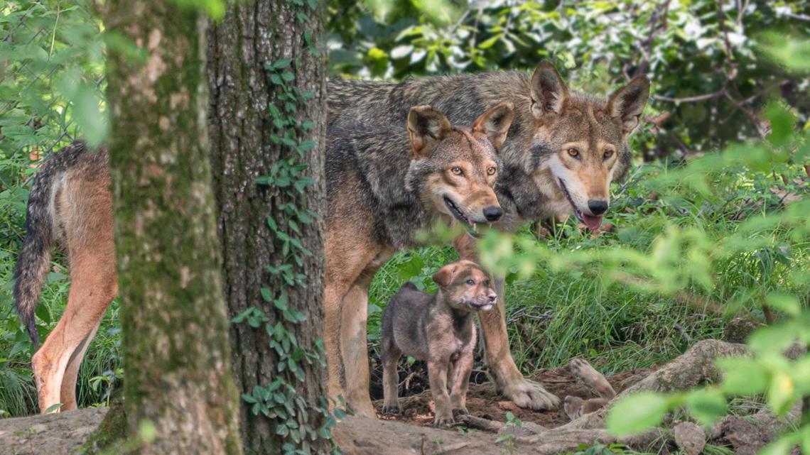 Missouri's coming 'ghost wolves' may save the world's most endangered ...