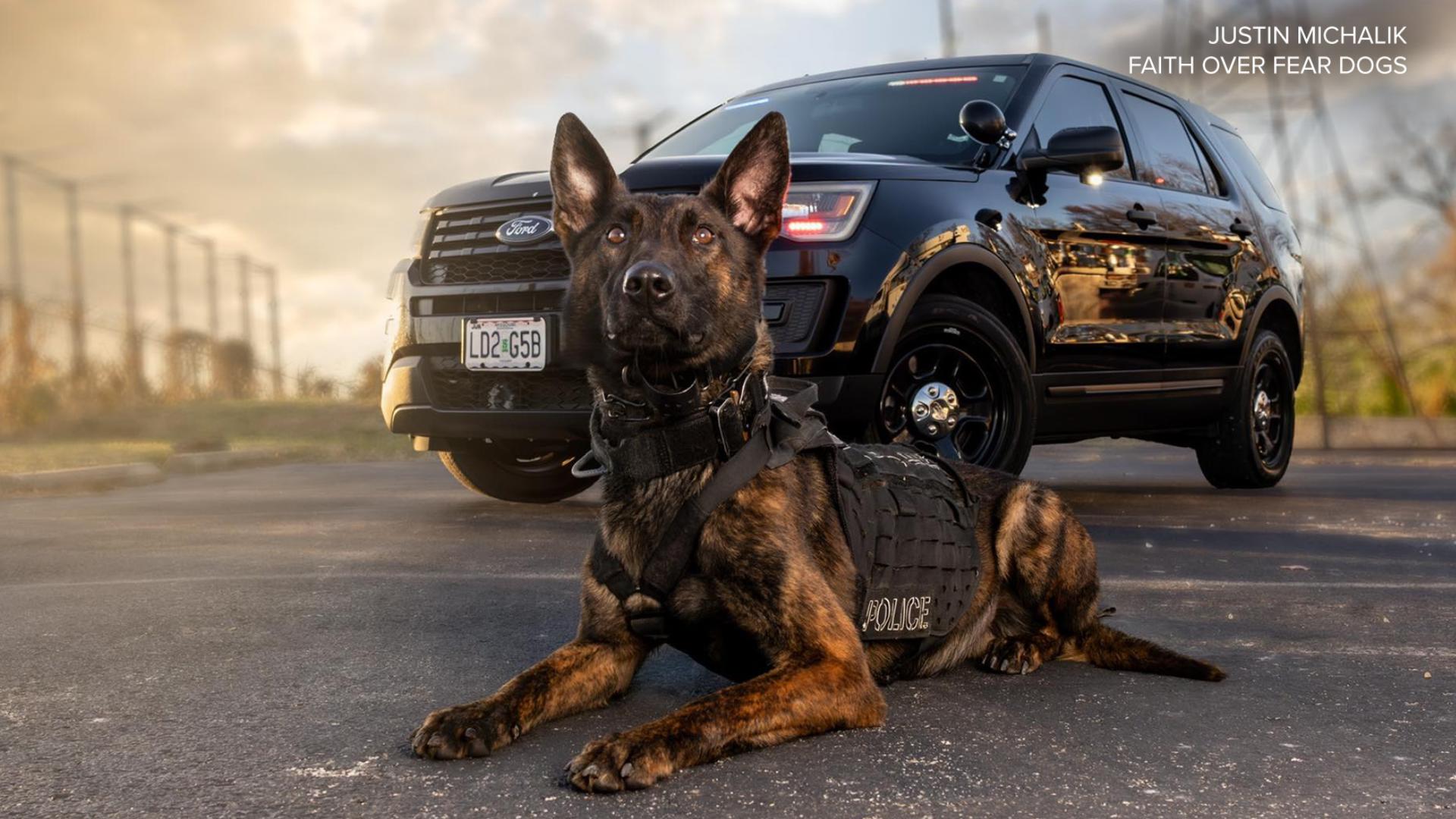 Missing Pagedale K-9 last seen on doorbell cameras in Florissant | ksdk.com