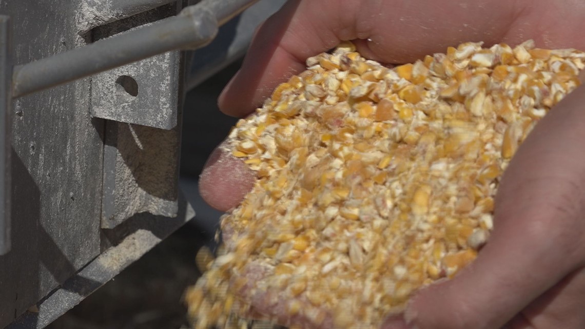 Russia's invasion of Ukraine impacting wheat, corn prices | ksdk.com