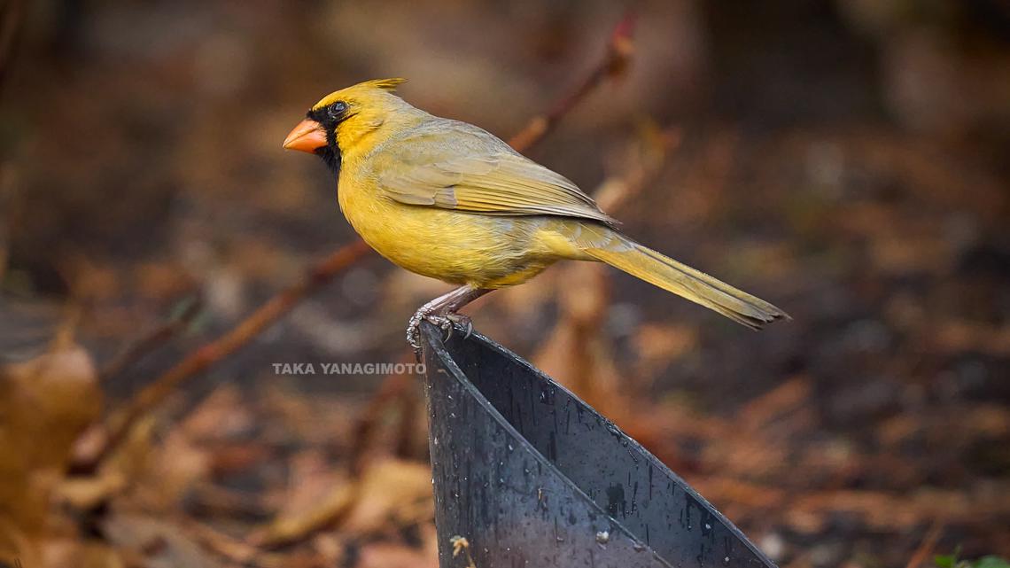 Rare 'yellow' cardinal captured by St. Louis Cardinals photographer ...