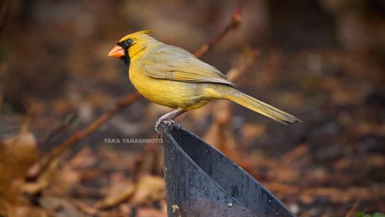 Rare 'yellow' cardinal captured by St. Louis Cardinals photographer ...