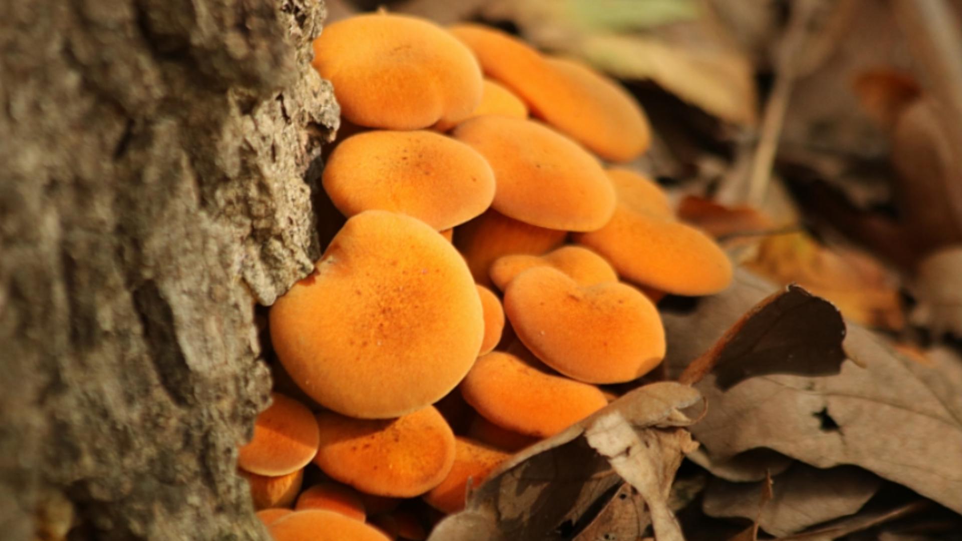 Missouri fall mushroom guide: Edible and poisonous fungi hunting | ksdk.com