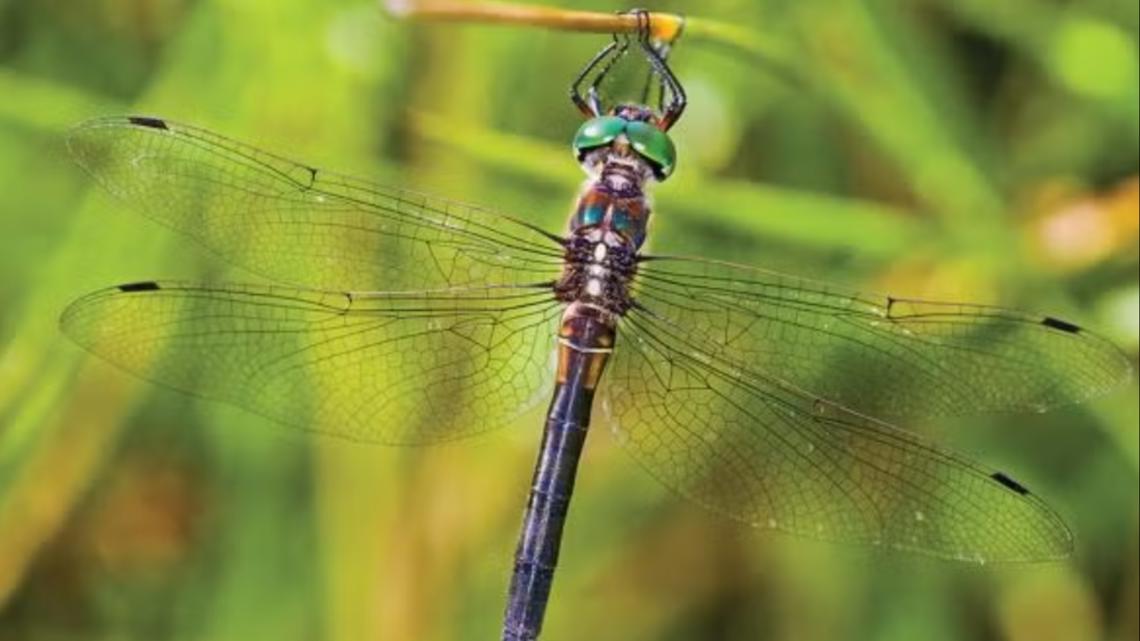 Extremely rare dragonfly spotted for first time in Bollinger County ...