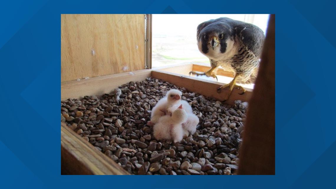 Falcon Cam launches 10th season | ksdk.com