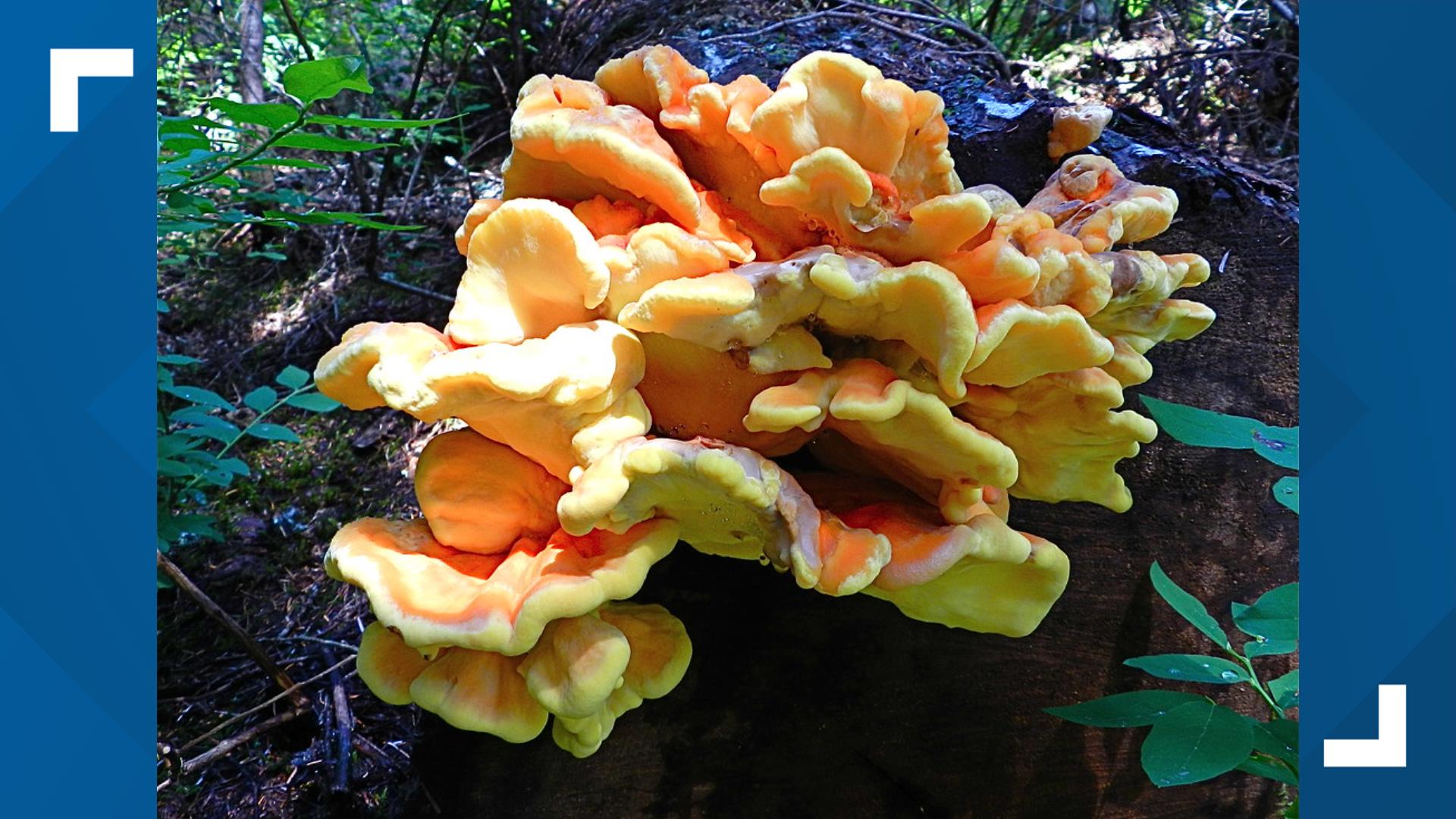 Missouri fall mushroom guide: Edible and poisonous fungi hunting | ksdk.com