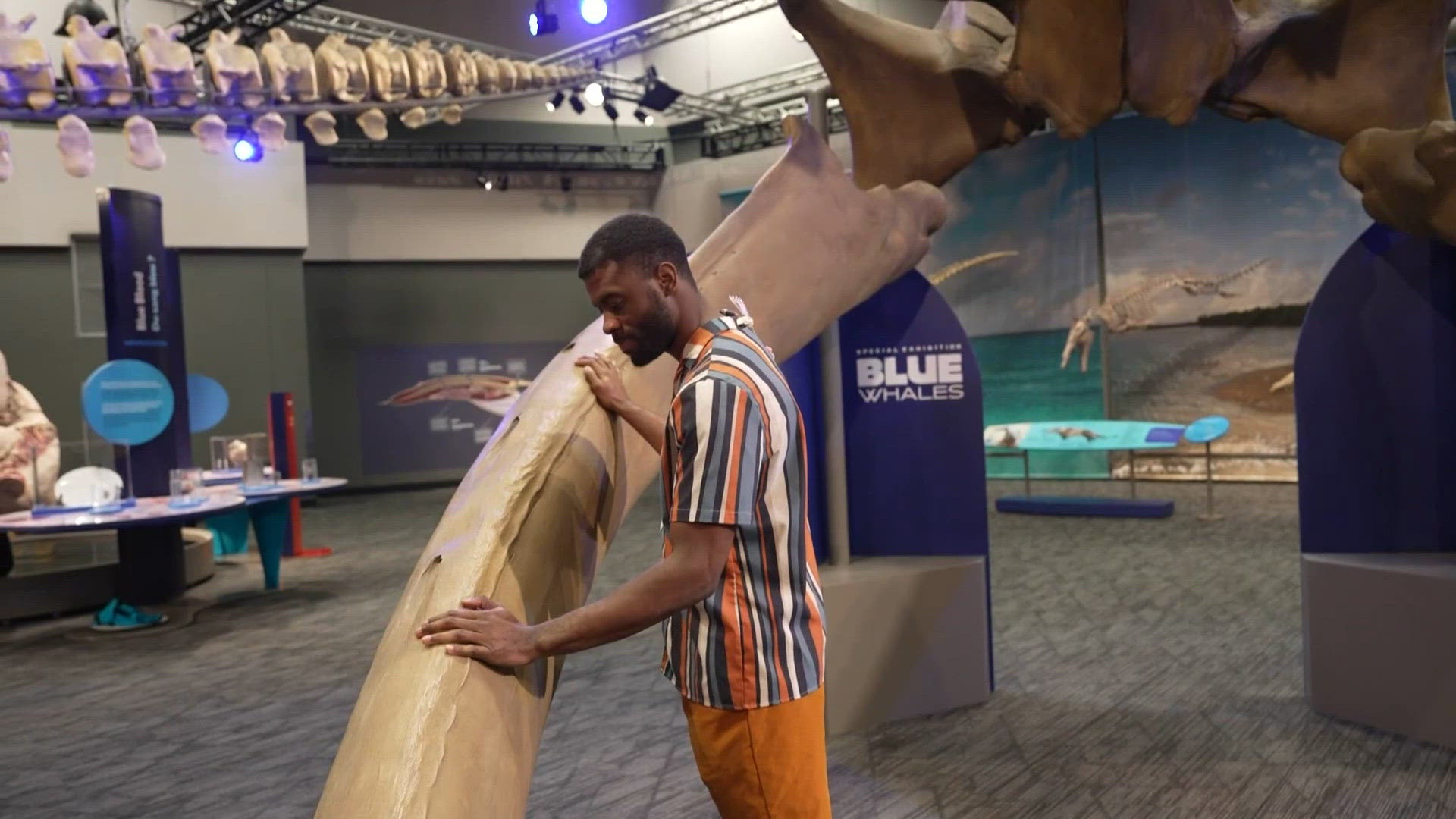 'The Blue Whale Story' exhibition dives into whale science and ...