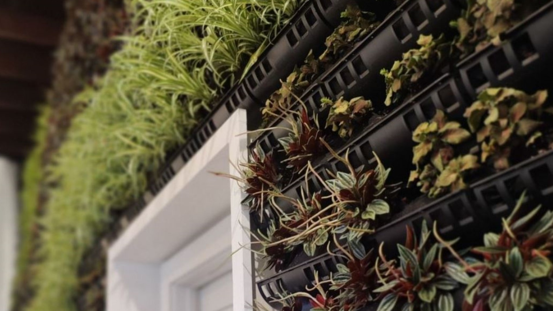 Local business owner eager to build more vertical gardens | ksdk.com