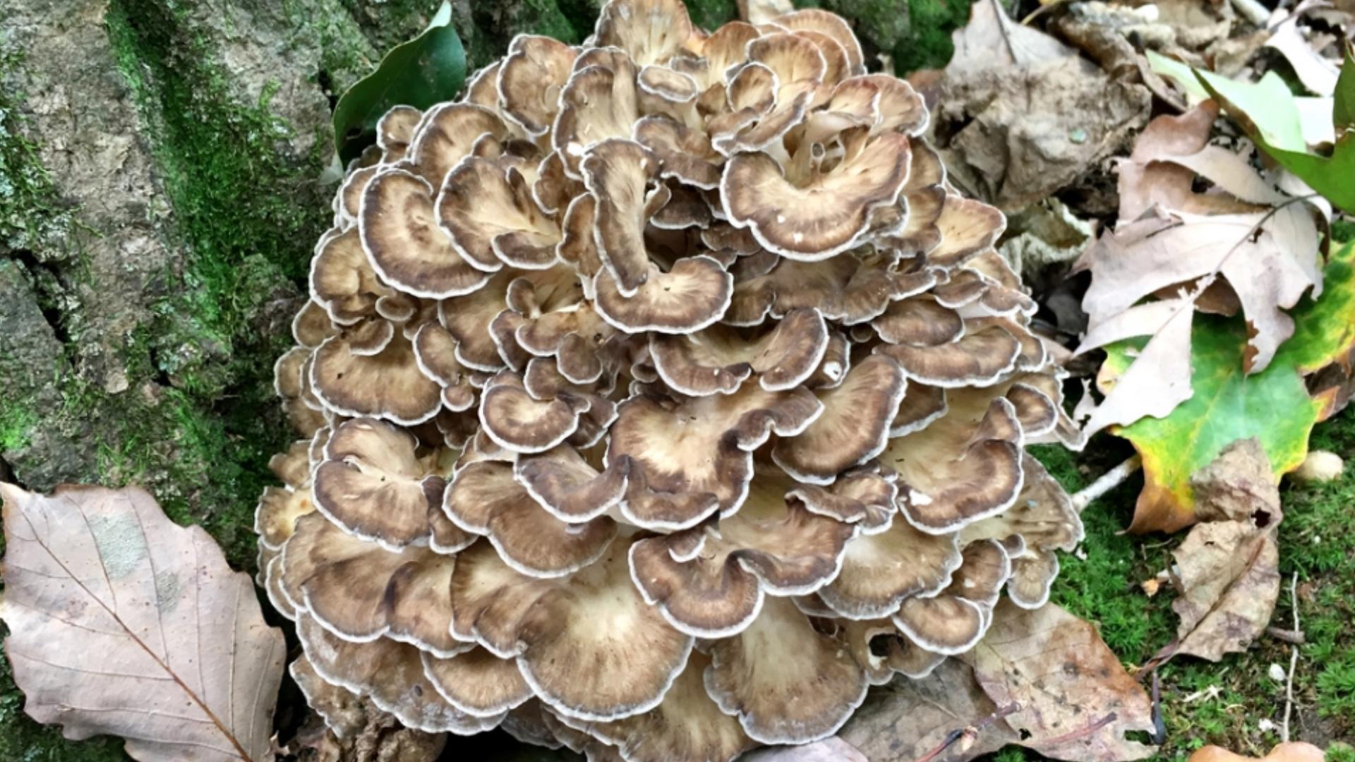 Missouri fall mushroom guide: Edible and poisonous fungi hunting | ksdk.com