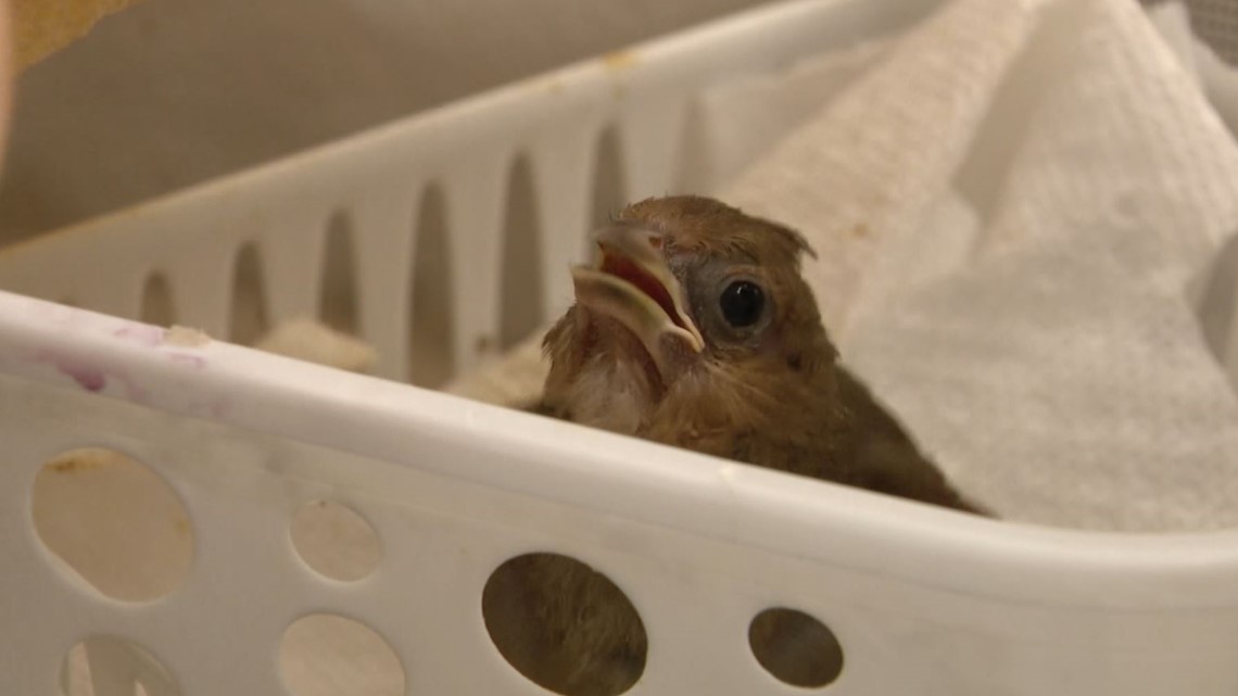 Woman helps birds heal at Wild Bird Rehabilitation in St. Louis | ksdk.com