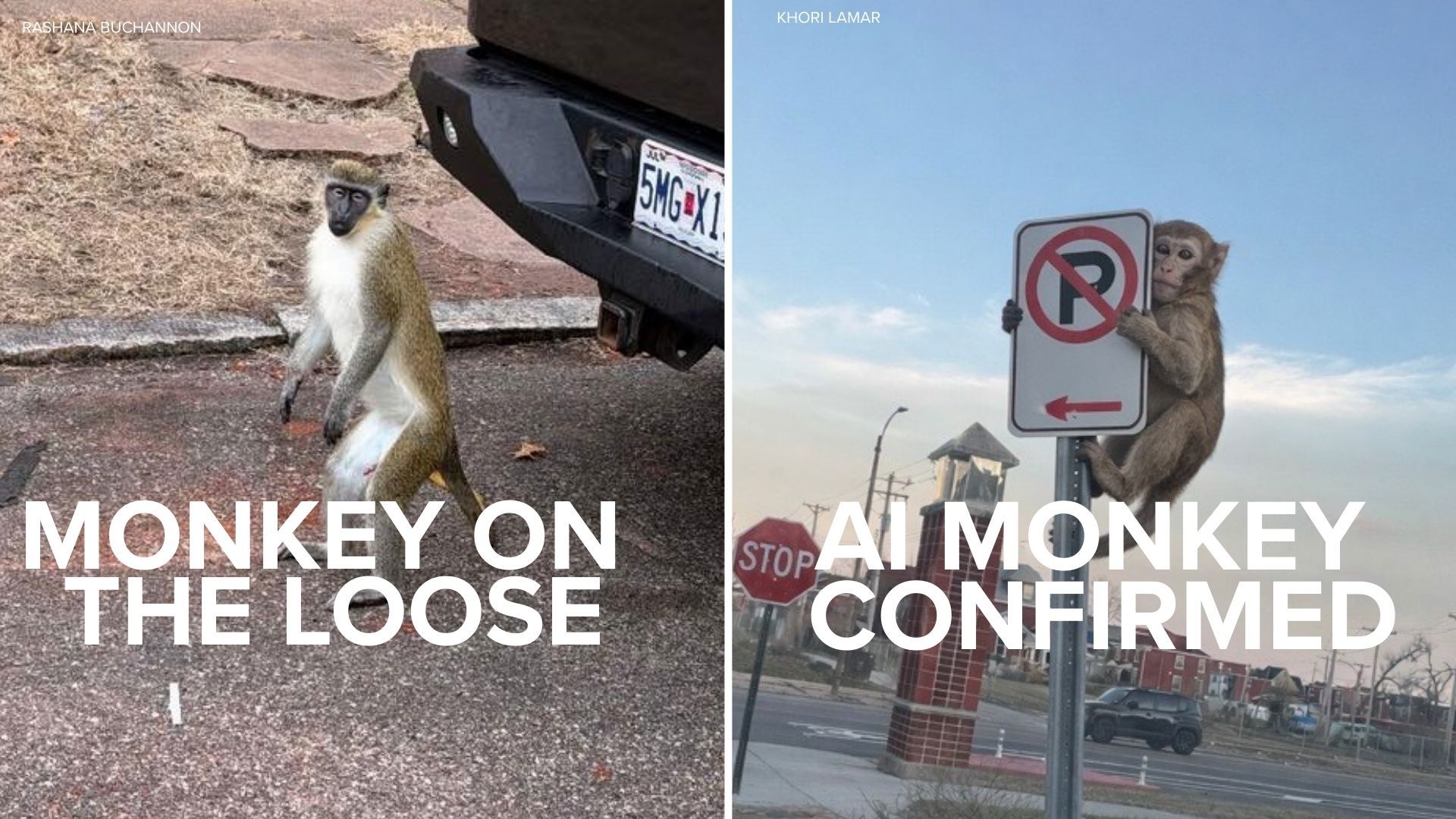 AI-Generated monkey photos add confusion to St. Louis sightings | ksdk.com