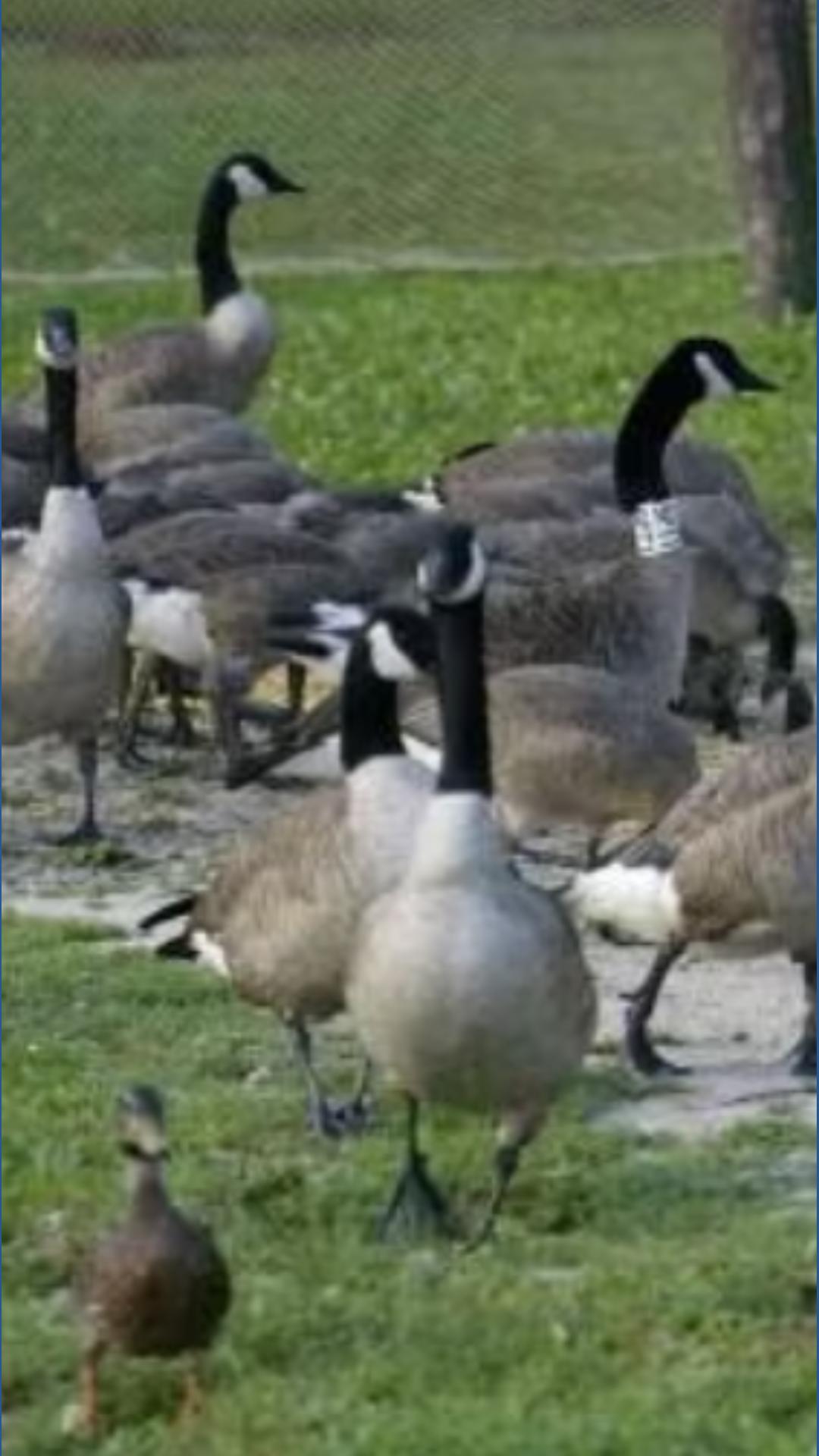 Bird flu outbreak confirmed in St. Louis County, other Missouri ...