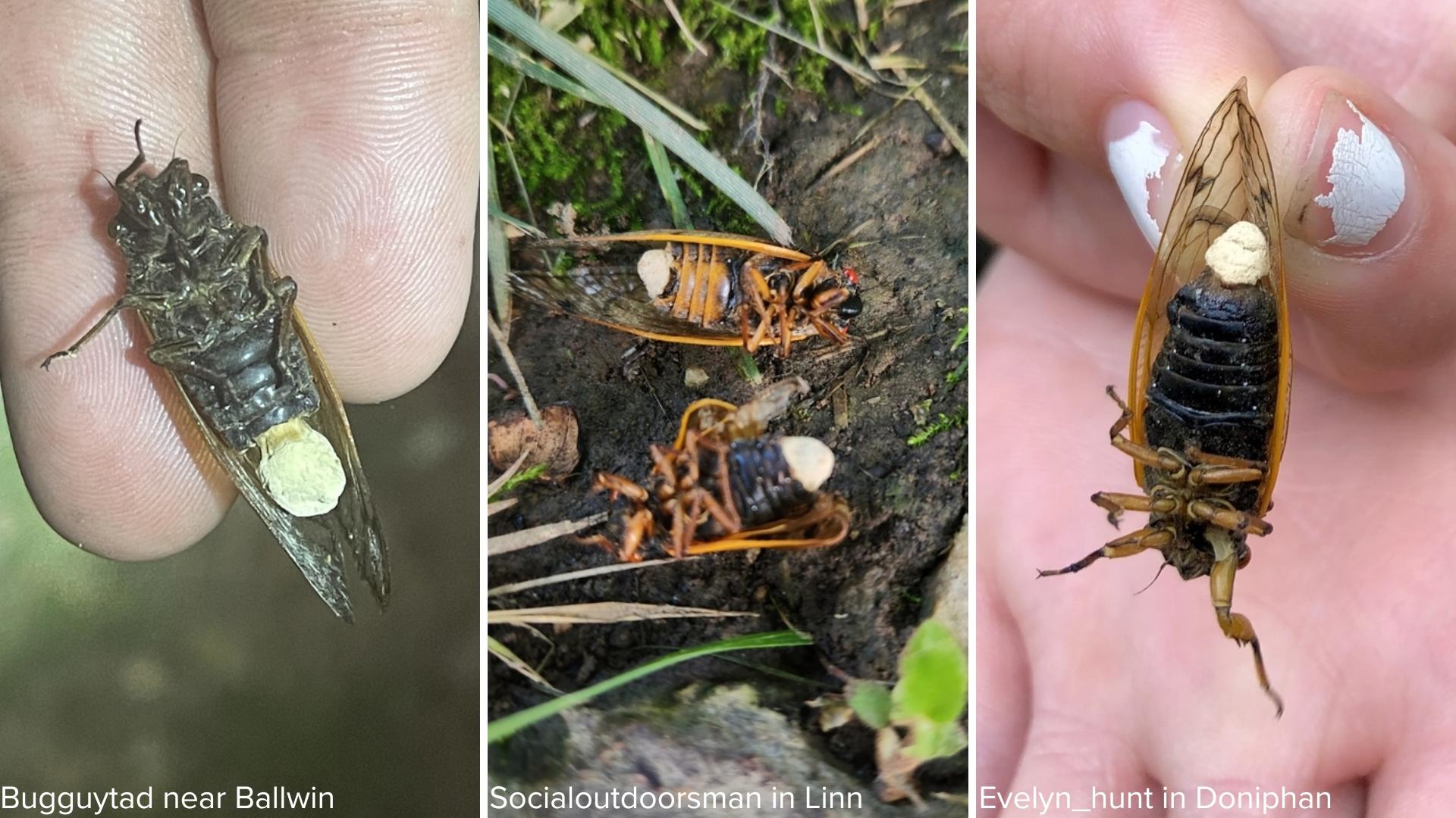 Missouri's 'zombie' cicada fungus turns the bugs hypersexual | ksdk.com