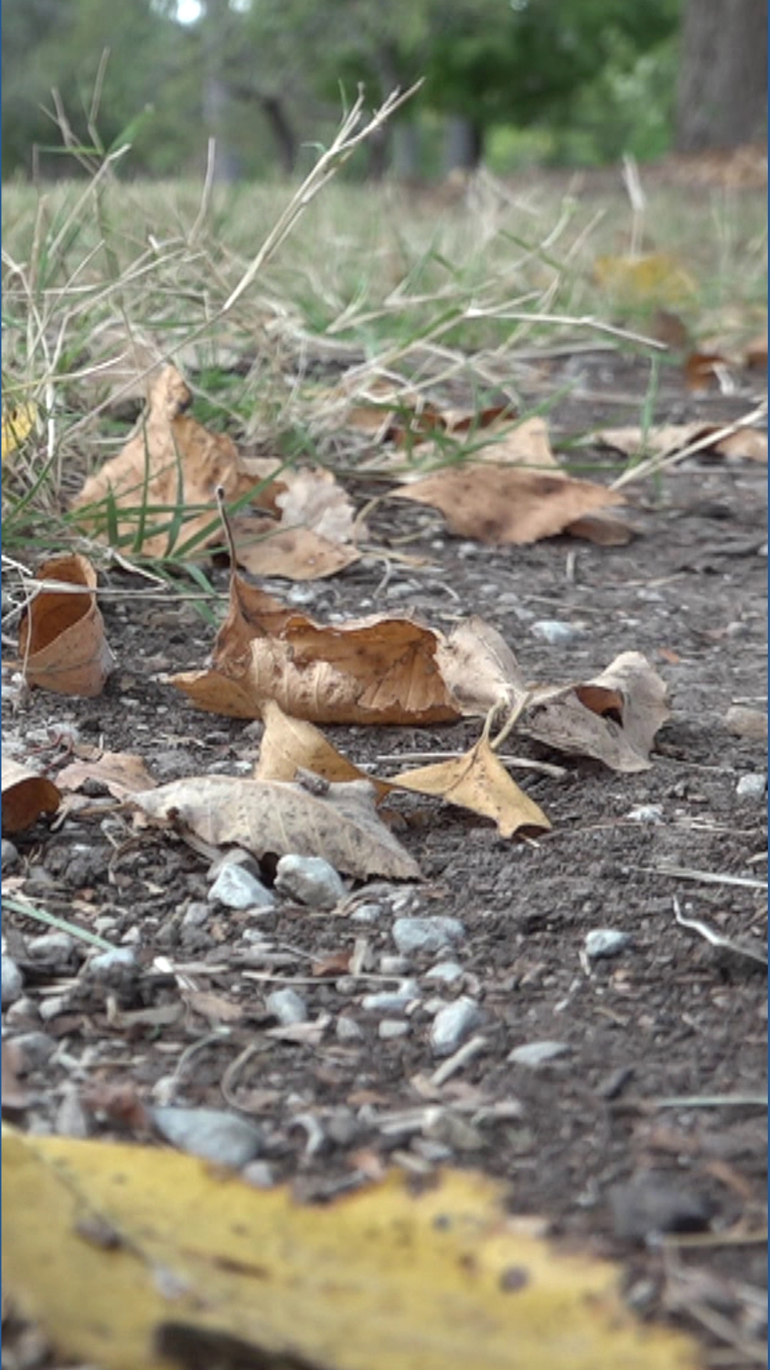 Midwest drought resilience: St. Louis ecosystems face seasonal ...