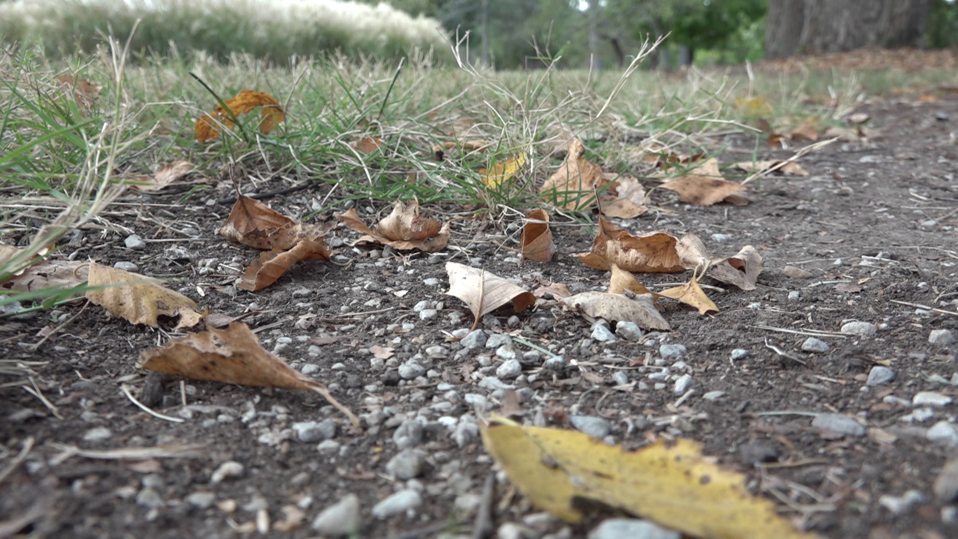 Midwest drought resilience: St. Louis ecosystems face seasonal ...