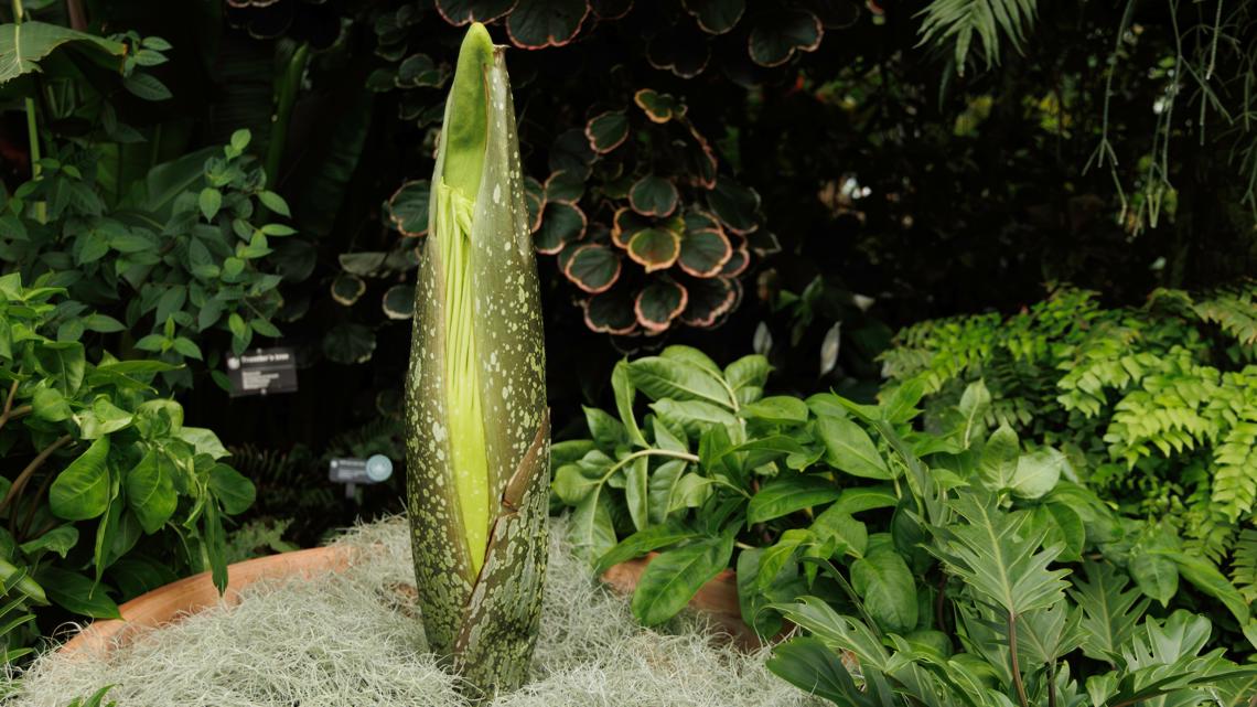 Rare corpse flower 'Lucy' to bloom at Missouri Botanical Garden | ksdk.com