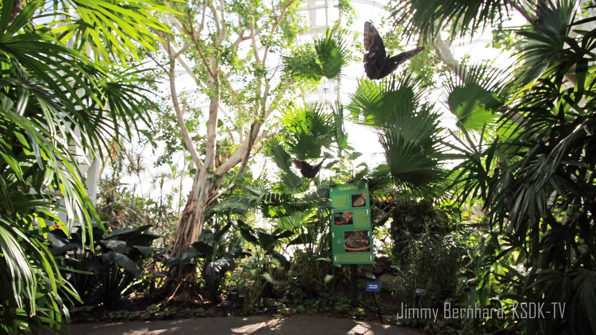 Sophia M. Sachs Butterfly House is up for the nation's best butterfly ...