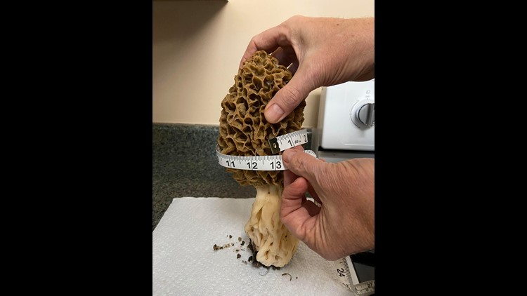 Is this a record-breaking morel mushroom? | ksdk.com